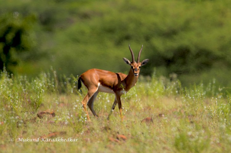 Mayureshwar Wildlife Sanctuary Home to Chinkara Deer – Awesomeplaces
