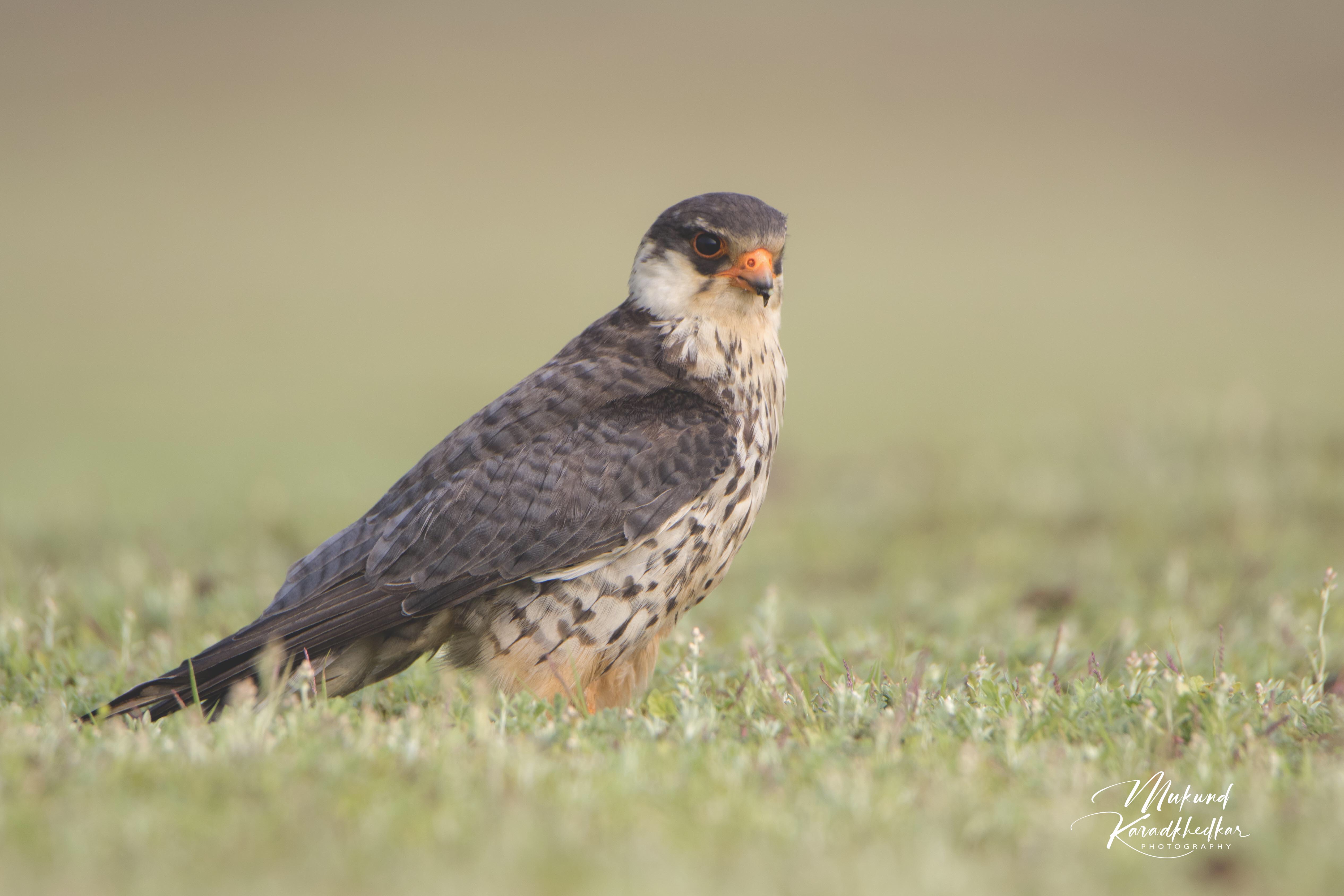 Bird Photograpgy : Amur Falcon – Awesomeplaces