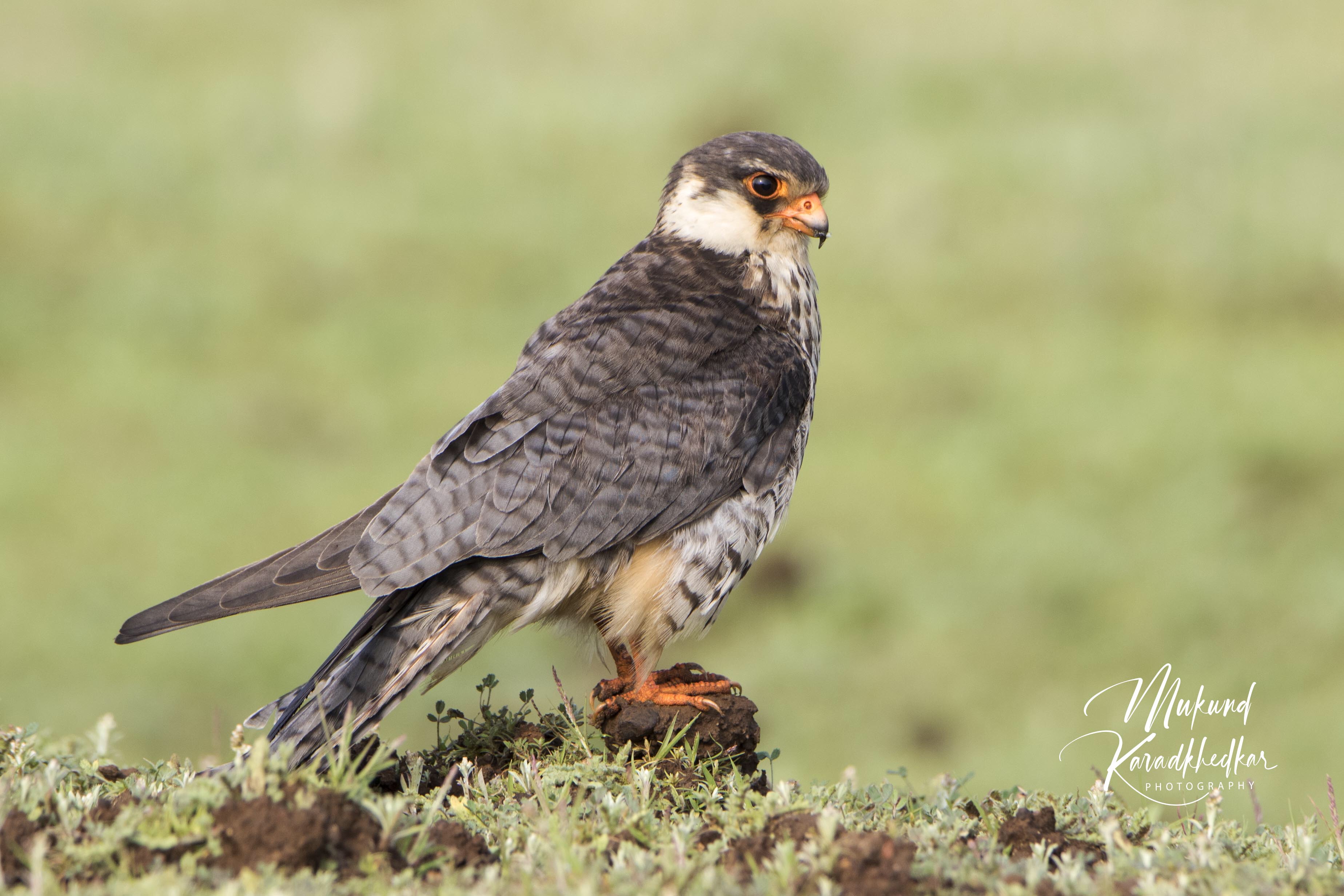Bird Photograpgy : Amur Falcon – Awesomeplaces