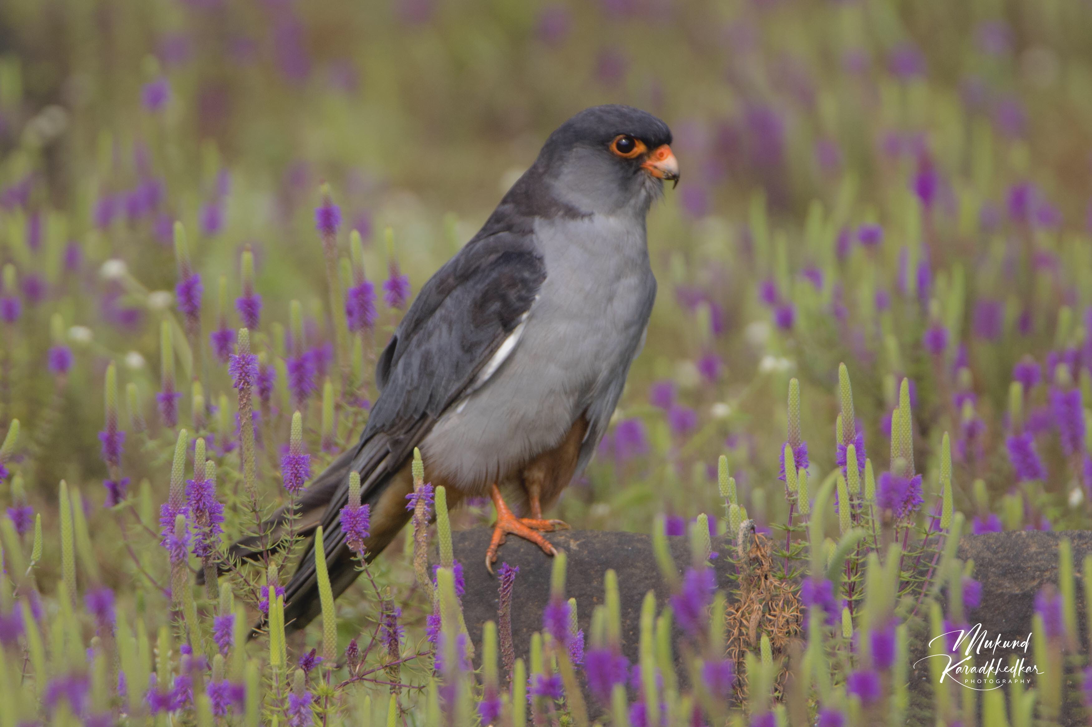 Bird Photograpgy : Amur Falcon – Awesomeplaces