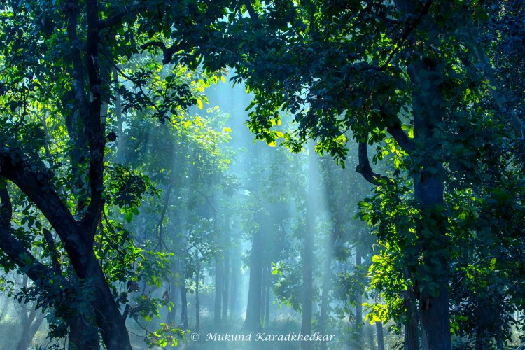 Capturing Sun Rays: A Morning in Pench Tiger Reserve – Awesomeplaces